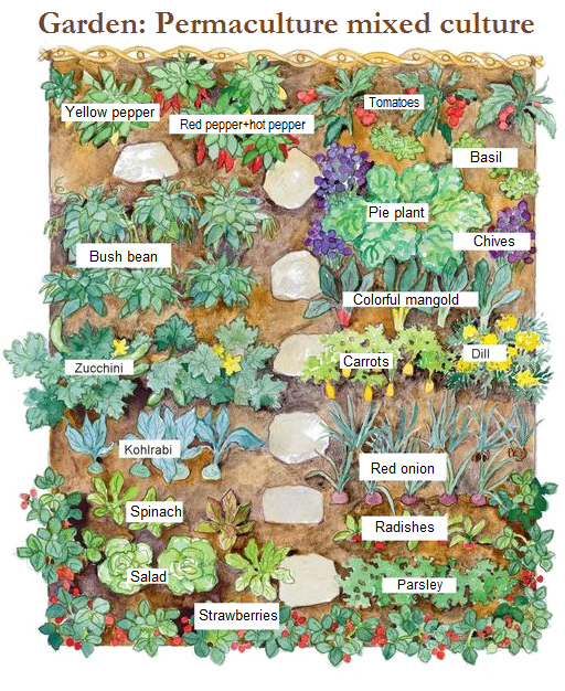 Perma 04a.8: Weeds - permaculture
